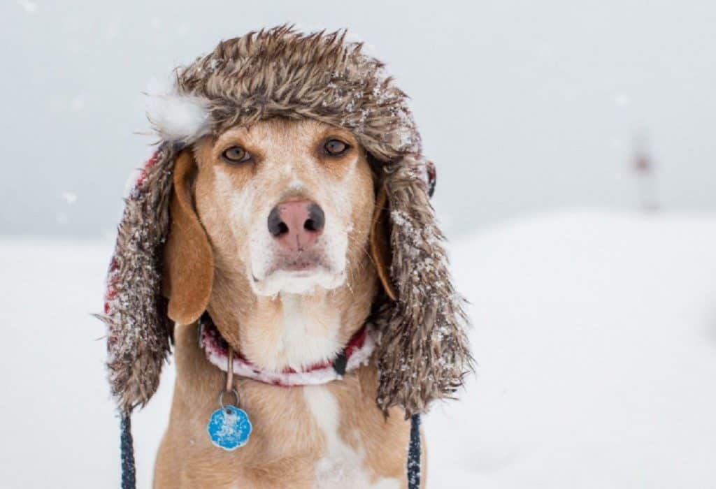 Cold Weather Animal Safety - Brittany Glen Animal Hospital